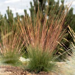 Festuca glauca Sunrise voordelig kopen bij TuinFlora.be