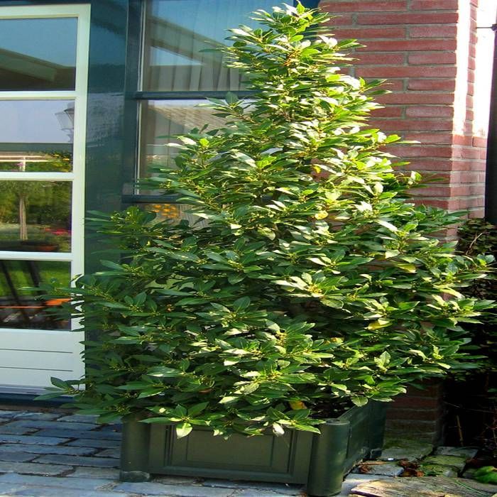 Laurus nobilis 11 cm pot voordelig kopen bij TuinFlora.be