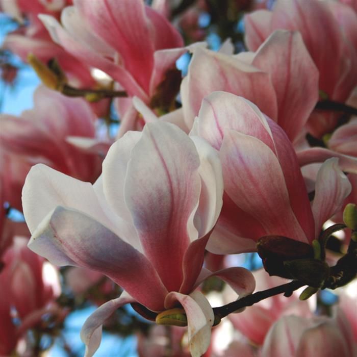 Magnolia Soulangeana Alexandria voordelig kopen bij TuinFlora.be