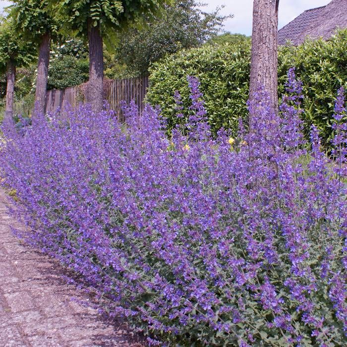 Nepeta faassenii Walker Low 9 cm voordelig kopen bij TuinFlora.be