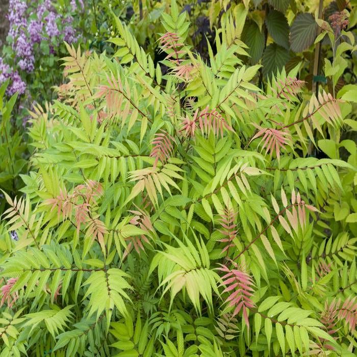 Sorbaria Sorbifolia Lijsterbesspirea voordelig kopen bij TuinFlora.be