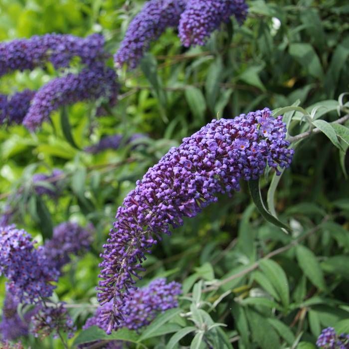 Buddleja davidii Black Night voordelig kopen bij TuinFlora.be