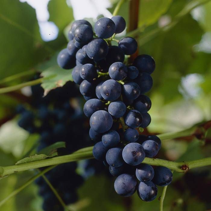 Druif Vitis Boskoop Glory voordelig kopen bij TuinFlora.be
