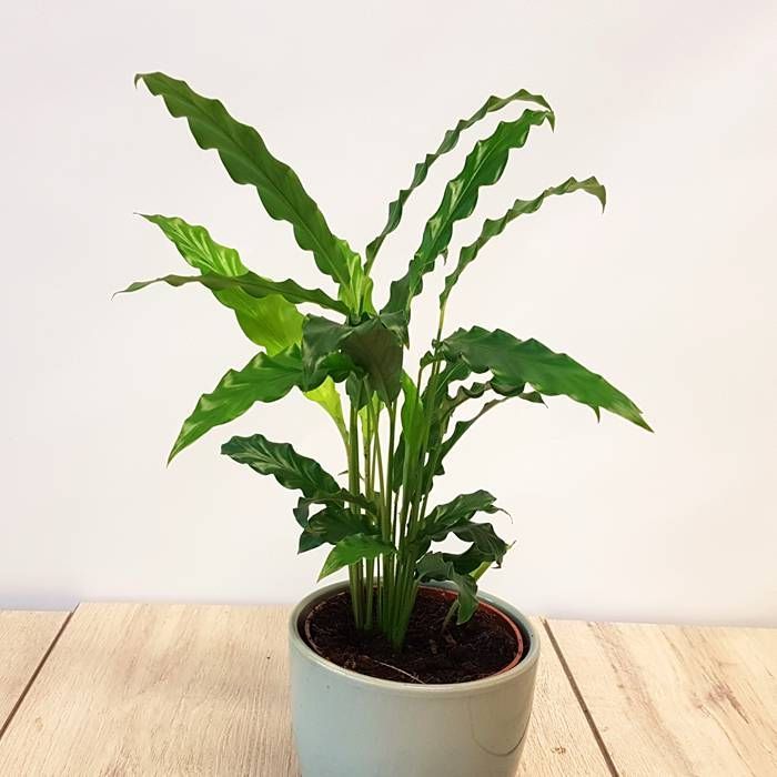 Calathea Rufibarba Elgergrass voordelig kopen bij TuinFlora.be