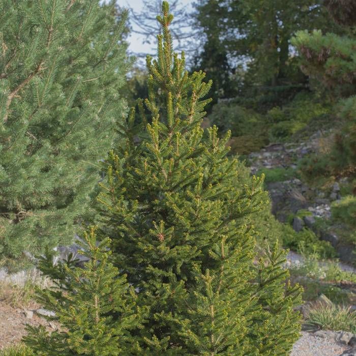 Picea glauca Perfecta 15 cm pot voordelig kopen bij TuinFlora.be