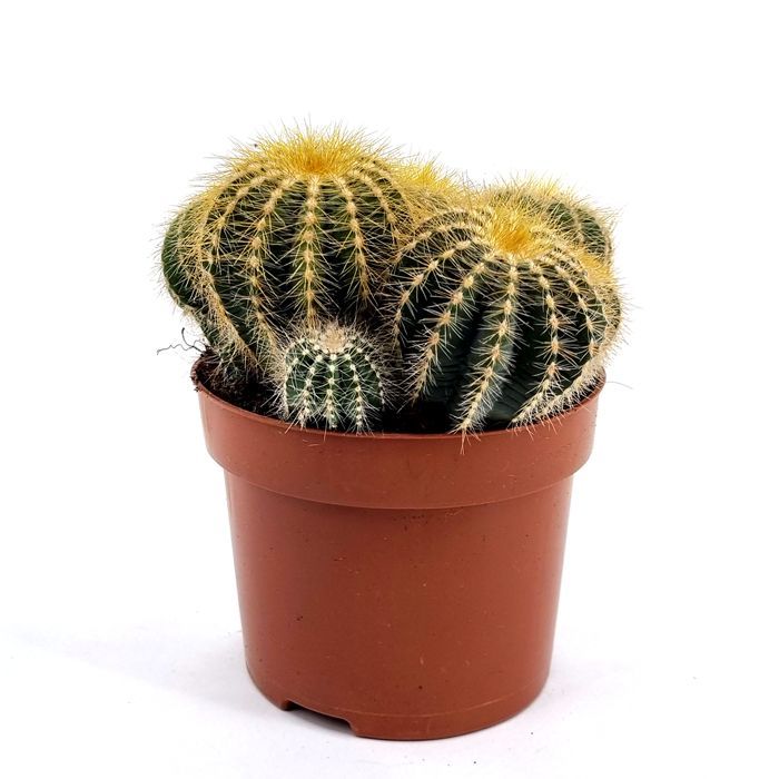 Notocactus magnificus 12 cm pot voordelig kopen bij TuinFlora.be