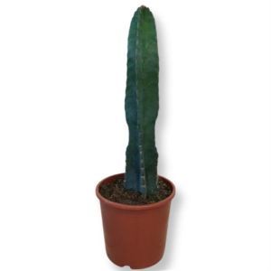 Cactussen voordelig kopen bij TuinFlora.be